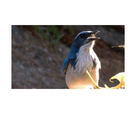 [video] Aaruni Abhishek On Linkedin Here Are Some Interesting Facts About The Blue Jays