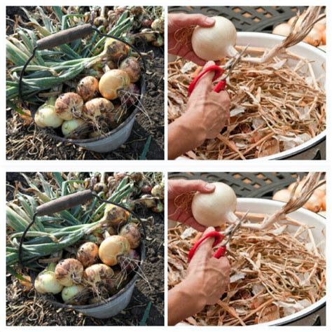 Ось коли потрібно збирати цибулю і як її зберігати щоб вона пролежала до весни My Website