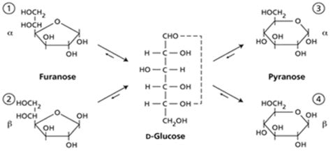 Biol 4087 Exam 3 Flashcards Quizlet