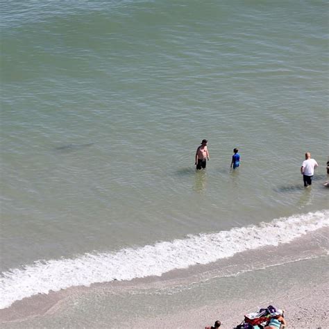 Tres Tiburones Nadaban En La Orilla A Escasos Metros De Familias Que Se