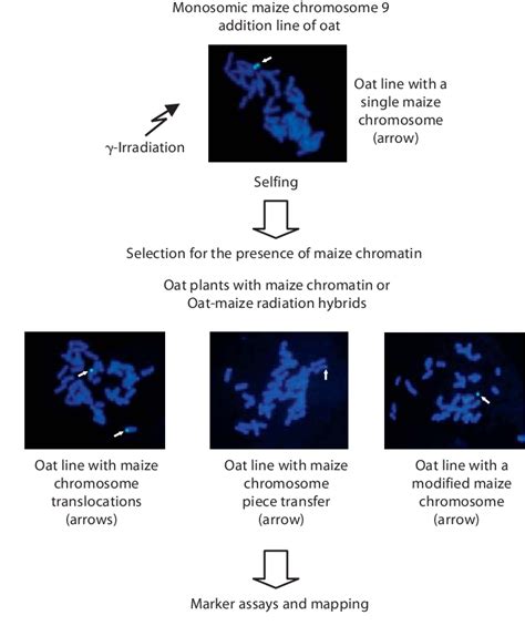 Figure 1 From Radiation Hybrid Rh And Happy Mapping In Plants Semantic Scholar
