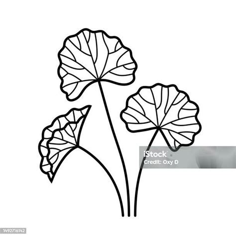 고투 콜라 유기농 천연 약초 센텔라 아시아티카 손으로 그린 선 로고입니다 벡터 그림입니다 0명에 대한 스톡 벡터 아트 및 기타 이미지 Istock