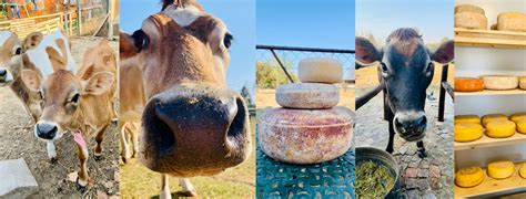 Inyamazane Farm I Love Fourways