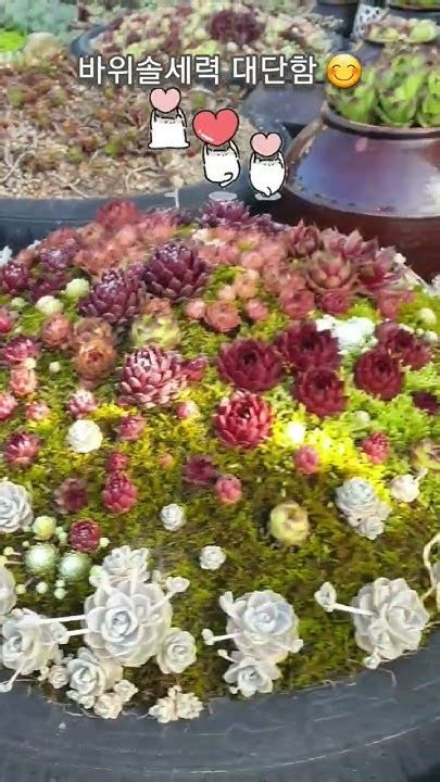 🥰와~바위솔세력 대단함 Youtube