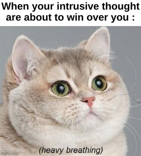 Hyperventilating Cat Meme