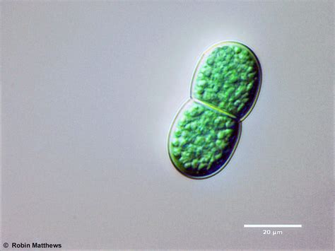 Cyanobacteriaoscillatorialescyanothecaceaecyanotheceaeruginosa