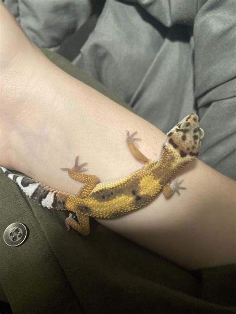 Does anyone know what morph this guy is? : r/leopardgeckos