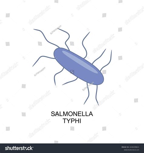 Salmonella Typhi Icon Salmonella Typhi Bacterium Stock Vector Royalty