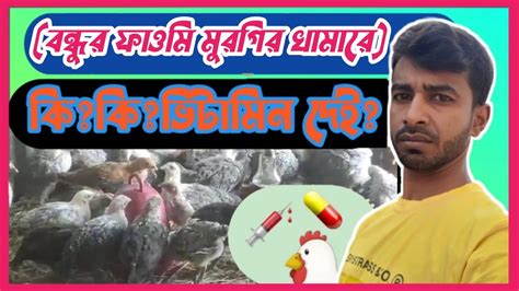 ফাওমি মুরগির খামার।ফাওমি মুরগী পালন Faumi Murgi Farm Faumi Murgi Youtube