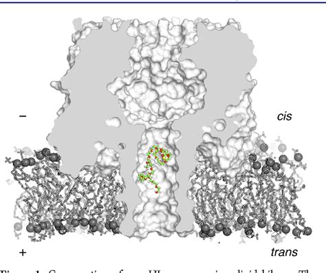 Figure 1 From Theory Of Polymer Nanopore Interactions Refined Using