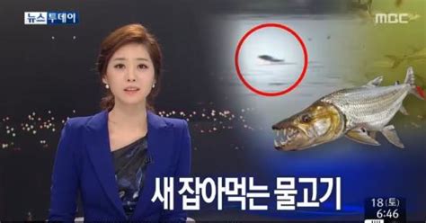 새 잡아먹는 물고기 먹이사슬 역전 현상 포착