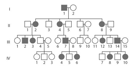 Module 5 Heredity Beginners Guide To Year 12 Biology