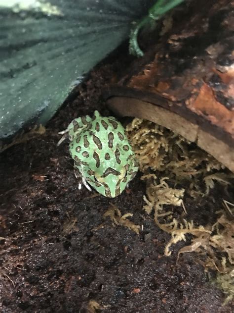 110 Pac Man Frog Ideas To Save Today Pacman Frog Frog Frog