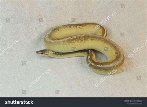 Ball Python Snake Aka Python Regius Stock Photo Shutterstock