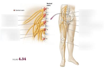 Lumbar Plexus Diagram Quizlet