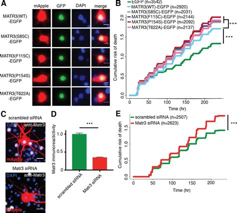 Figures And Data In Matrin 3 Dependent Neurotoxicity Is Modified By Nucleic Acid Binding And