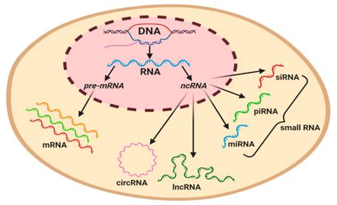 The Roles Of Non Coding Rnas In Tumor Associated Lymphangiogenesis