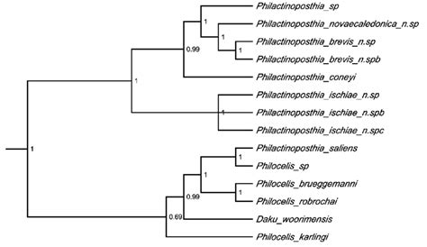 detail from the majority rule consensus tree summarizing the result of