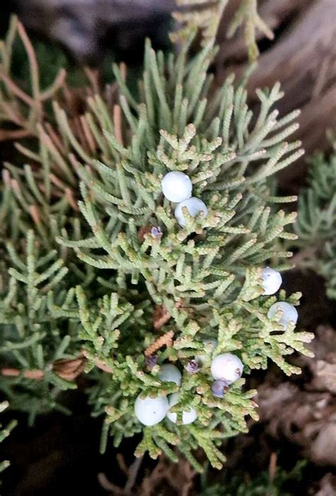 How To Grow Juniperus Osteosperma Earthone
