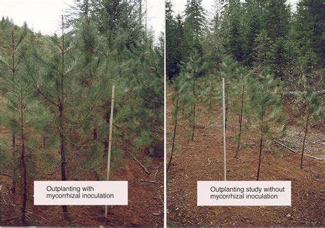 My Woodlot Why Trees Thrive Mycorrhizal Fungi