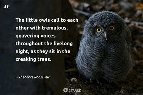 Owl English Quotes