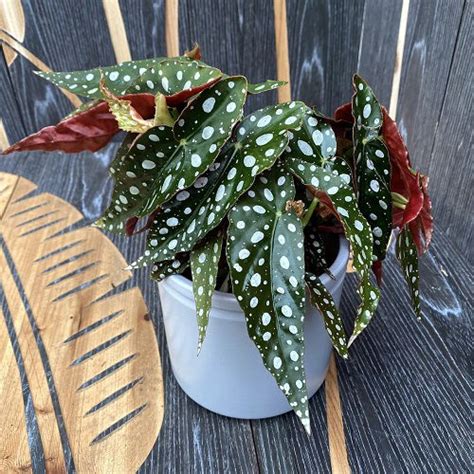 11 Stunning Begonia Maculata Varieties Balcony Garden Web