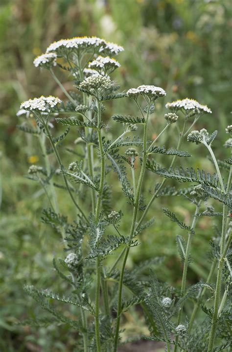Yarrow The Wild Healer Growing At Your Feet