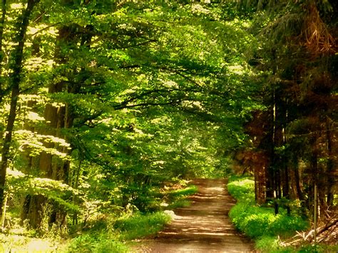 A la découverte de la forêt française Un Français en Angleterre