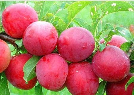 20 лучших сортов сливы с описанием и фото | Дачный участок