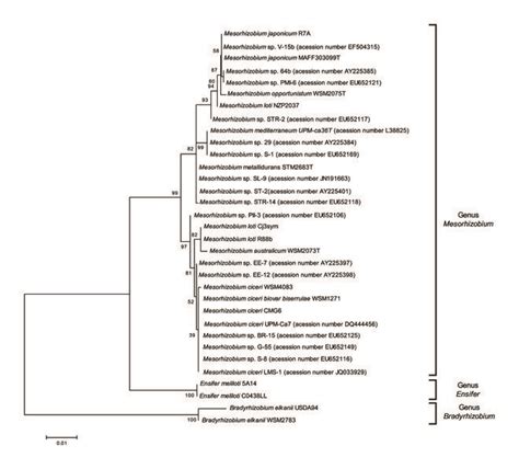 Maximum Likelihood Tree Based On 16s Rrna Gene Sequences Alignment