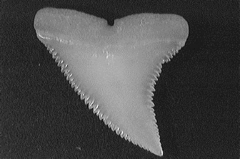 Bonnethead Shark Teeth