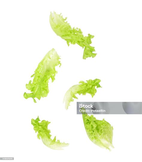 신선한 샐러드 녹색 상추 잎은 흰색에 고립 된 공기 중에 떨어집니다 양상추에 대한 스톡 사진 및 기타 이미지 양상추 컷아웃 날기 Istock