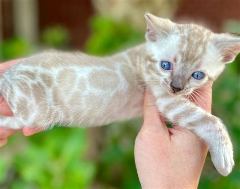 Blue Eyed Snow Bengal Kittens