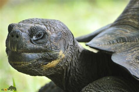 عجایب جنسی حیوانات؛ از اردک هوسران تا مار دوجنسه‌ای که دو آلت دارد