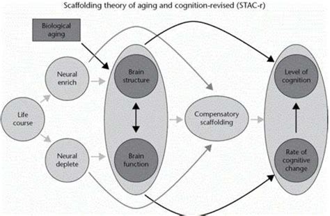 1 Aschematic Diagram Of The Scaffolding Theory Of Aging And 1 Aschematic Diagram Of The Scaffolding Theory Of Aging And