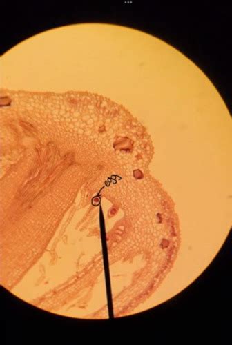 Bio 2 Lab Exam 2 Flashcards Quizlet