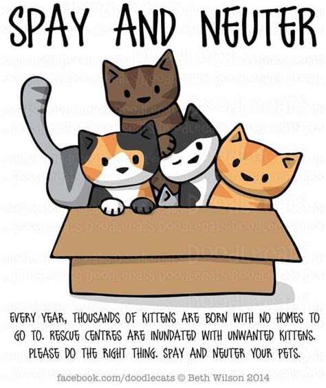 5 Off Cat Desexings South Eastern Vet