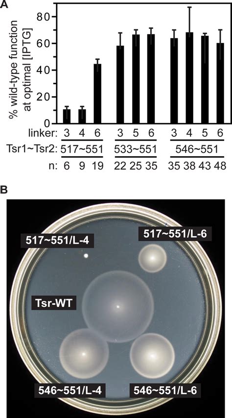 Effect Of Linker Length And Composition On Single Chain Receptor