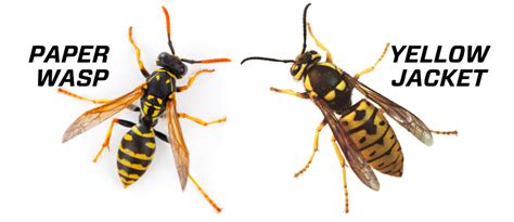 Whats The Difference Between Wasps And Yellowjackets