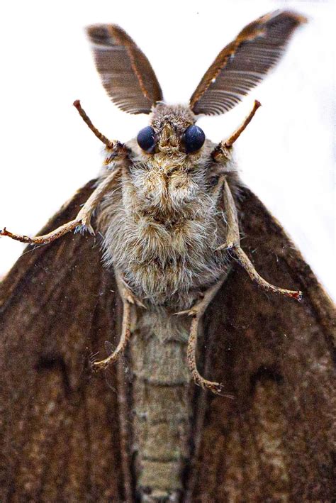 100 Gypsy Moth Wallpapers