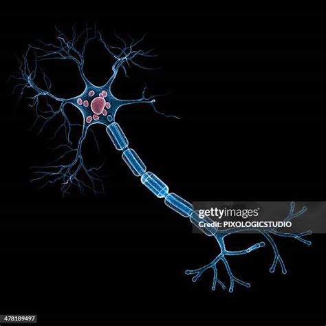 Active Nerve Cell Photos And Premium High Res Pictures Getty Images