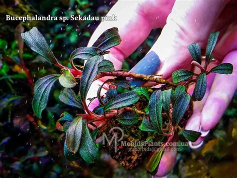 新しい Bucephalandra Sp 水草 水草