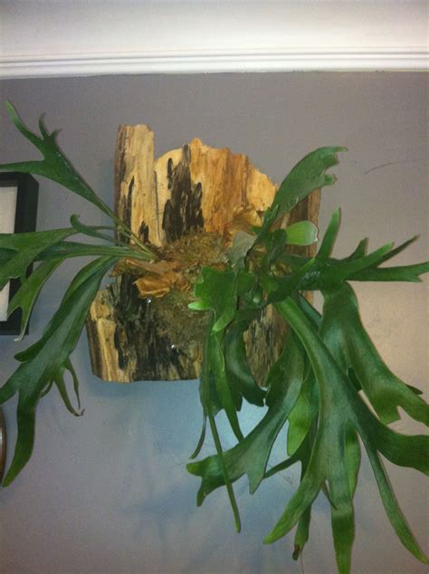Staghorn Fern Mounted On Reclaimed Wood Ghostcat Botanicals Hanging
