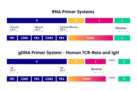 multiplex pcr primer systems for immune sequencing