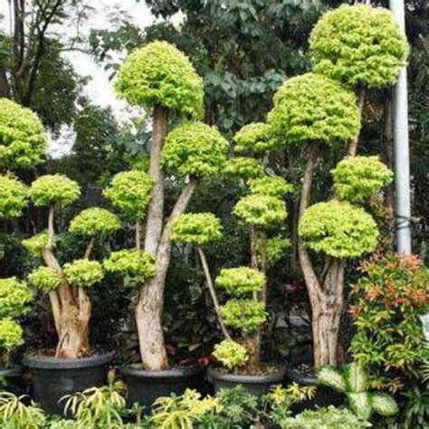 Anting Putri Pengertian Taksonomi Ciri Jenis Cara Merawat Penjelasan Lengkap Tani Sejahtera