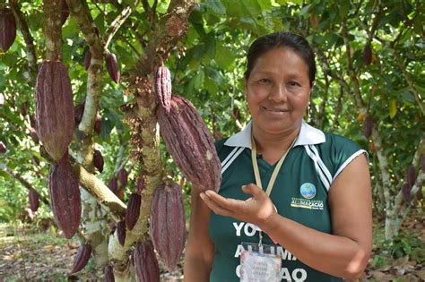 Peru Cocoa Alliance Initiative 20x20