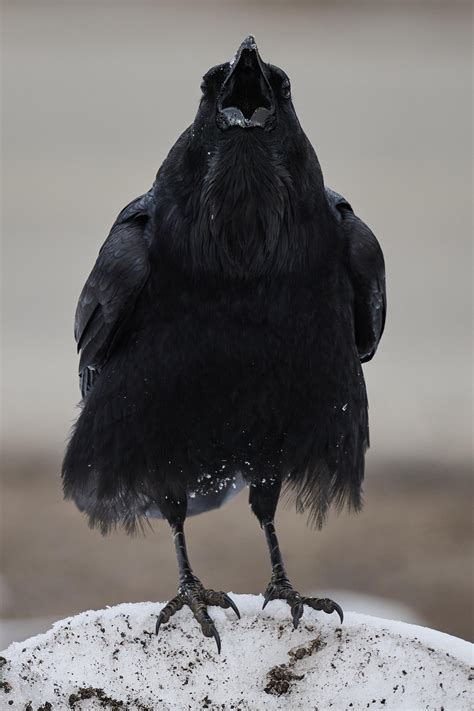 Crow Or Raven Big Bear Lake Ca Rbirding