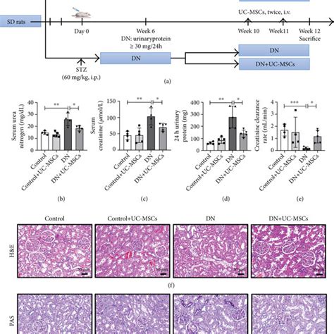 Uc Msc Administration Attenuates Stz Induced Dn A Schematic Diagram Download Scientific