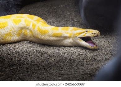 Burmese Python Python Bivittatus Royalty Free Images Stock Photos Pictures Shutterstock