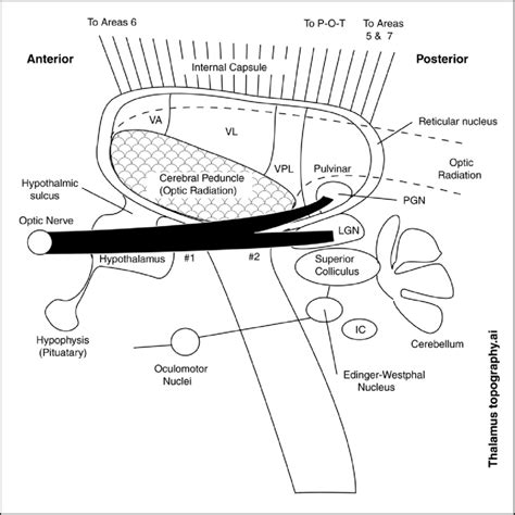 31 1 The Morphology Of The Left Pulvinar Within The Human Thalamus Download Scientific Diagram